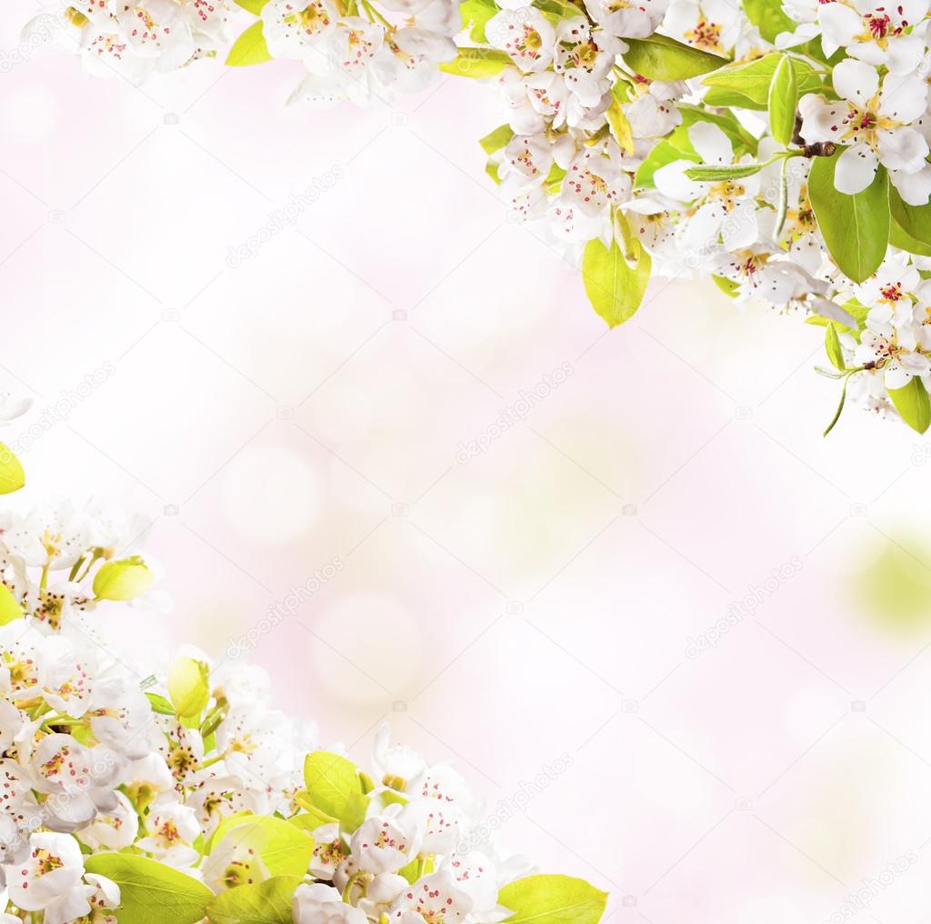 Spring blossoms on white background Stock Photo by ©jag_cz 62850619