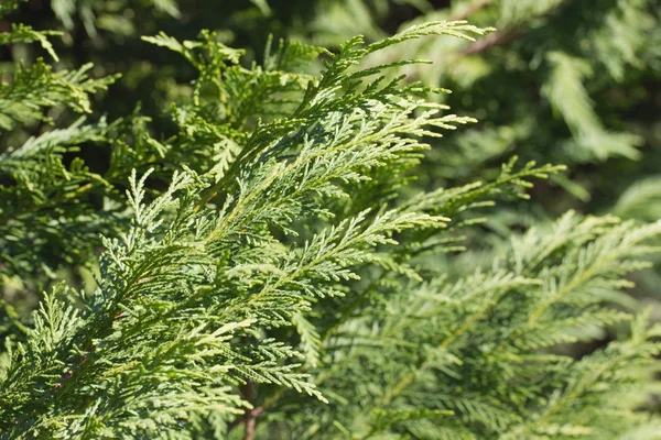 Evergreen background Stock Photos, Royalty Free Evergreen background ...