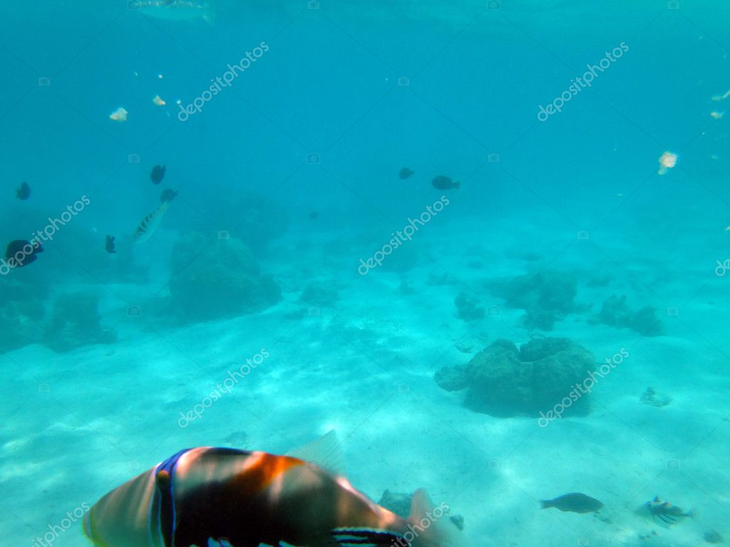 Triggerfish Lagoon Moorea French Polynesia — Stock Photo © piccola ...