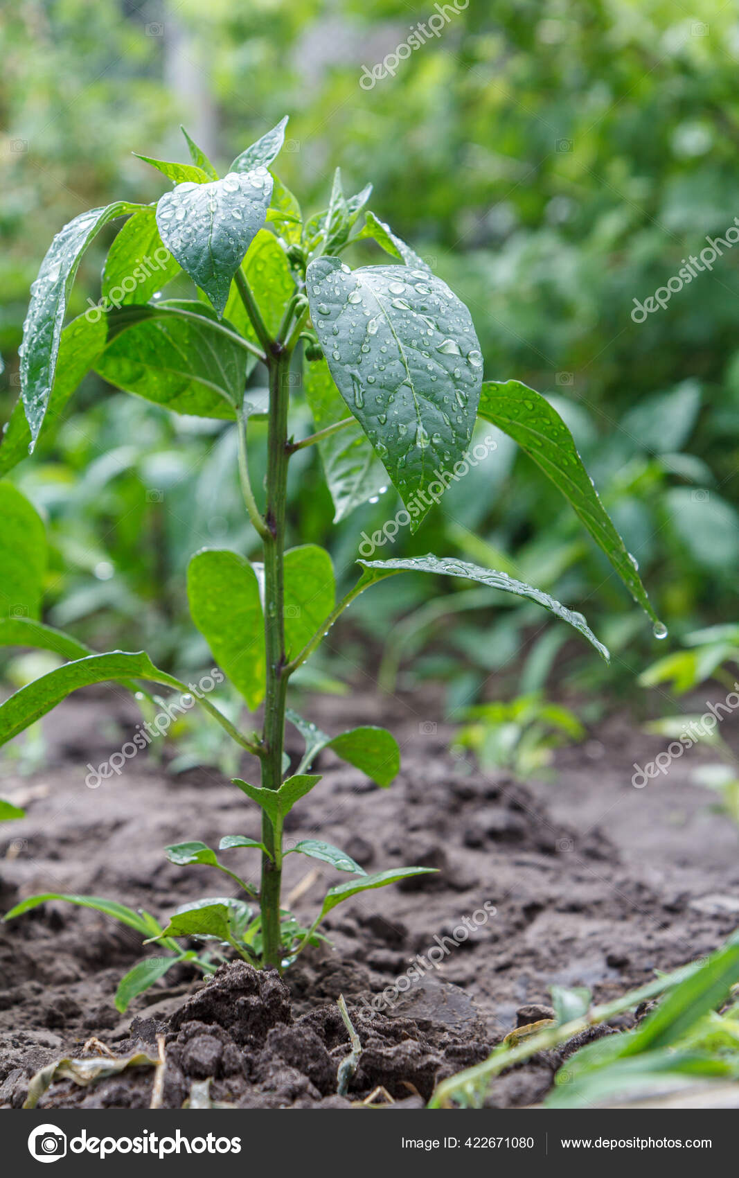 Young Bell Pepper Plant
