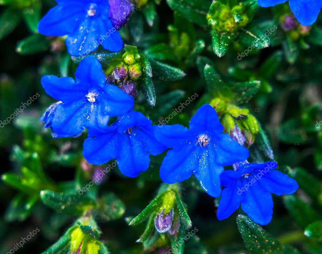 Blue Lithidora Glandora Diffusa Ground Cover Blooming Macro. Originaria ...
