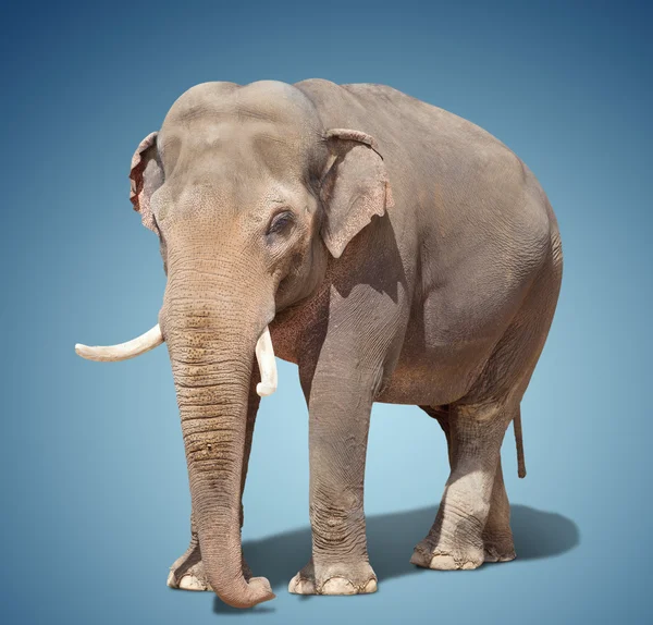 El gran elefante fotos de stock, imágenes de El gran elefante sin ...