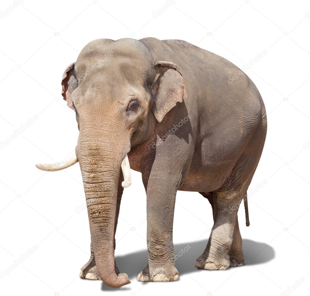 Big Elephant