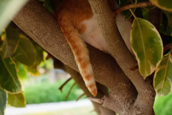 Cat stuck tree Stock Photos, Royalty Free Cat stuck tree Images ...