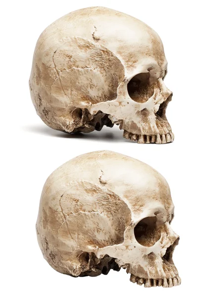 Skull Jaw Isolated White Background Shadow Stock Photo by ©coffeemill ...