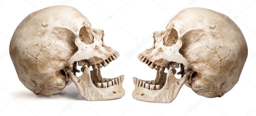 Human Skull Open Jaw