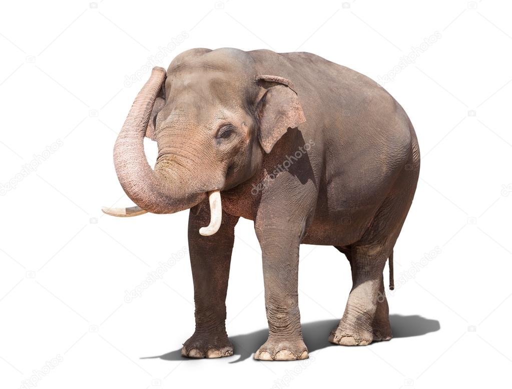 Big elephant Stock Photo by ©coffeemill 84862134