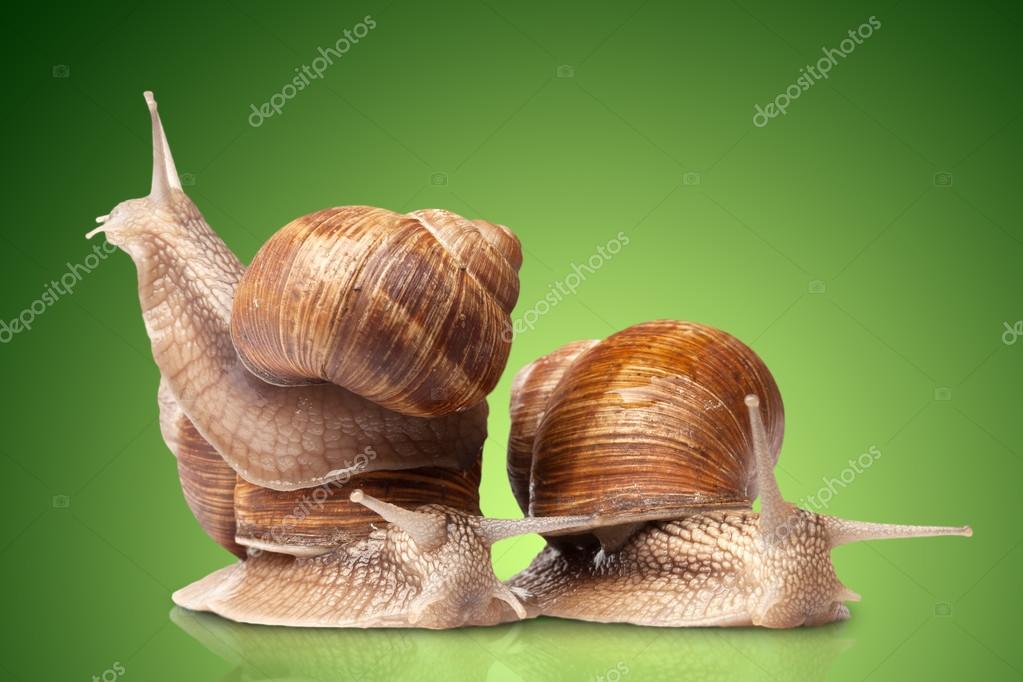 Three big snails Stock Photo by ©coffeemill 84863826