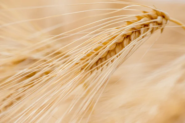 Planta de cebada fotos de stock, imágenes de Planta de cebada sin ...
