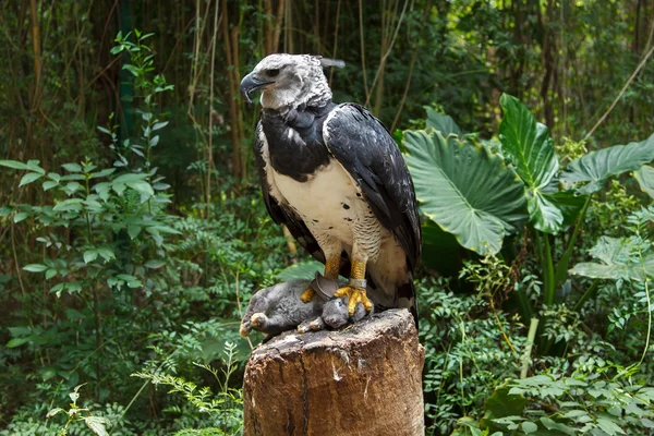 Harpy eagle Stock Photos, Royalty Free Harpy eagle Images | Depositphotos