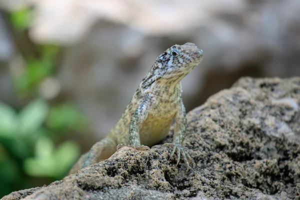 Caspian monitor Stock Photos, Royalty Free Caspian monitor Images ...