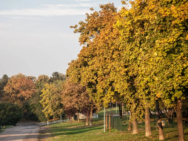 Plane trees with fall colors next to a footpath and a road during the ...