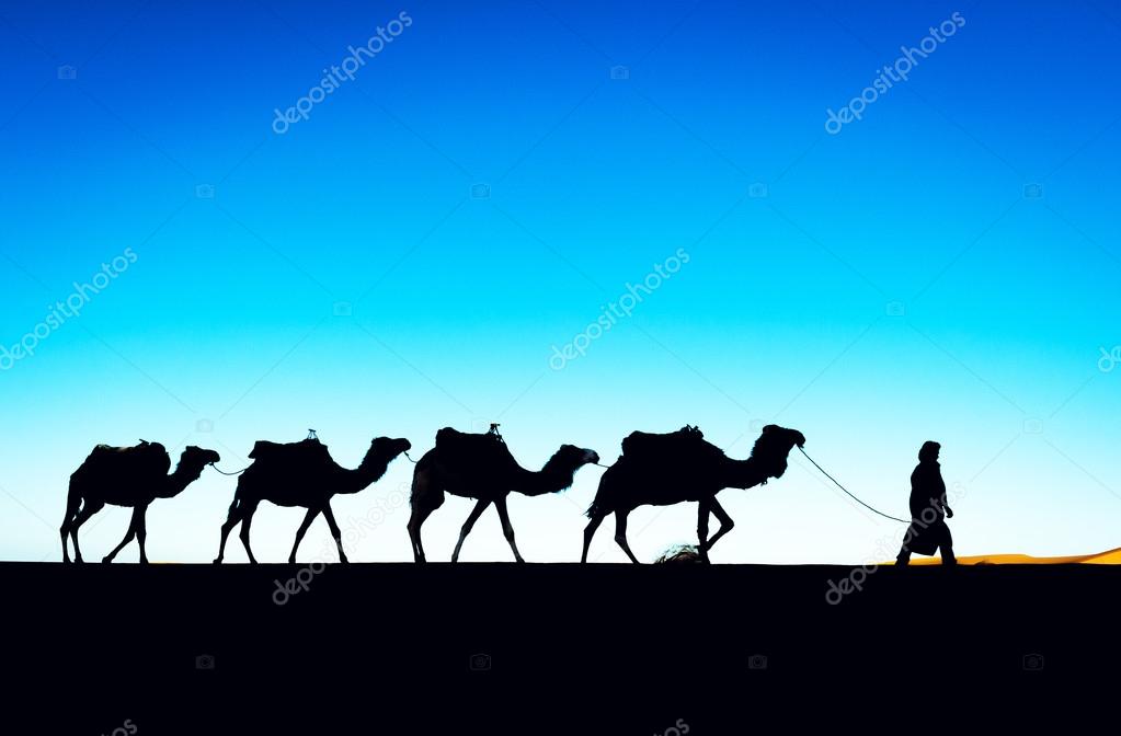 Camel caravan going through the sand dunes in the Sahara Desert — Stock Photo © AndriiVergeles ...