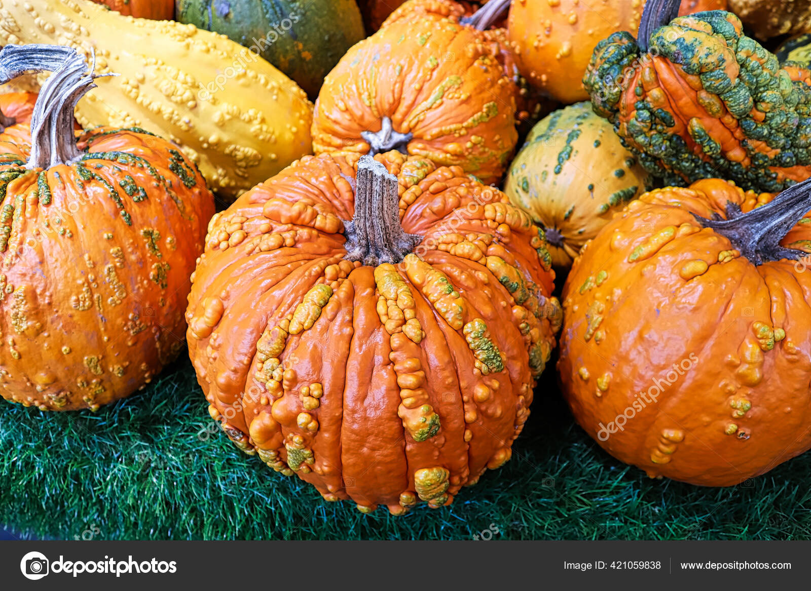 Background Various Bumpy Warty Pumpkins Squashes Stock Photo by ...