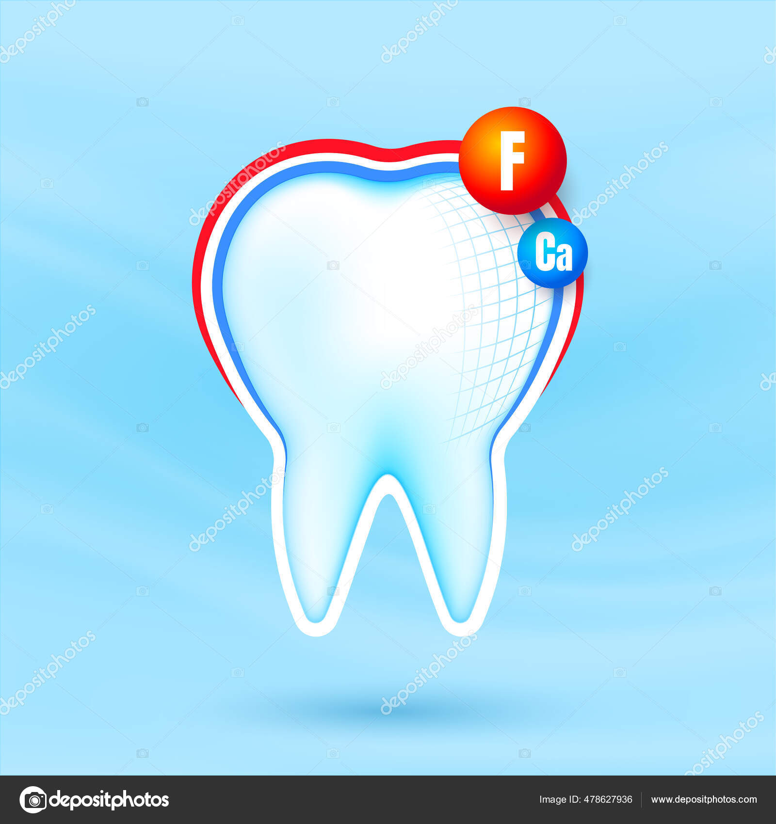 Diente fuerte saludable con brillo de calcio y flúor. Dientes blancos ...