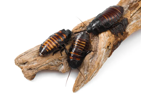 Striped cockroaches Pictures, Striped cockroaches Stock Photos & Images ...