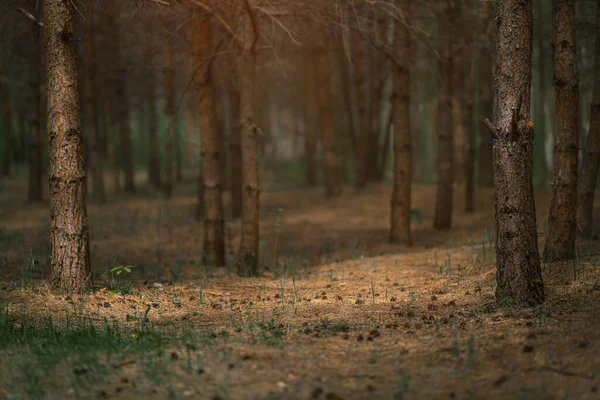 Dark brown forest Stock Photos, Royalty Free Dark brown forest Images ...