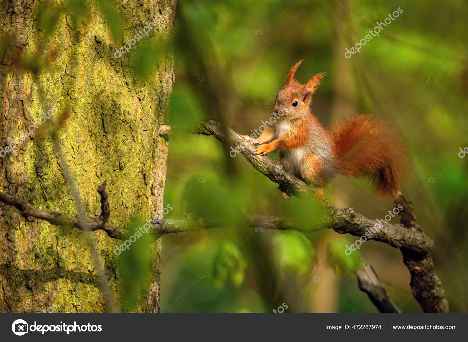 Cute Young Red European Squirrel Fluffy Tail Sitting Branch Surrounded ...
