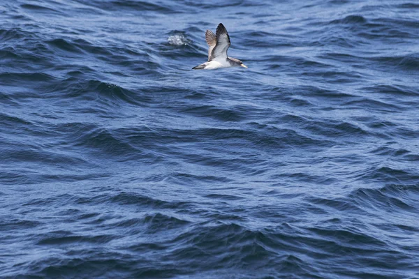 Razorbill Stock Photos, Royalty Free Razorbill Images | Depositphotos