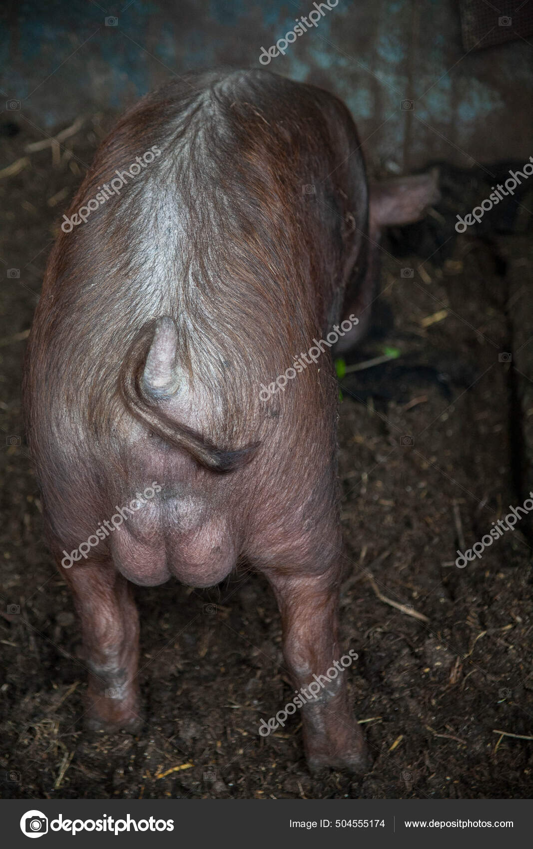 Wild pig with dark brown hair and curled pig tail in the forest eating ...