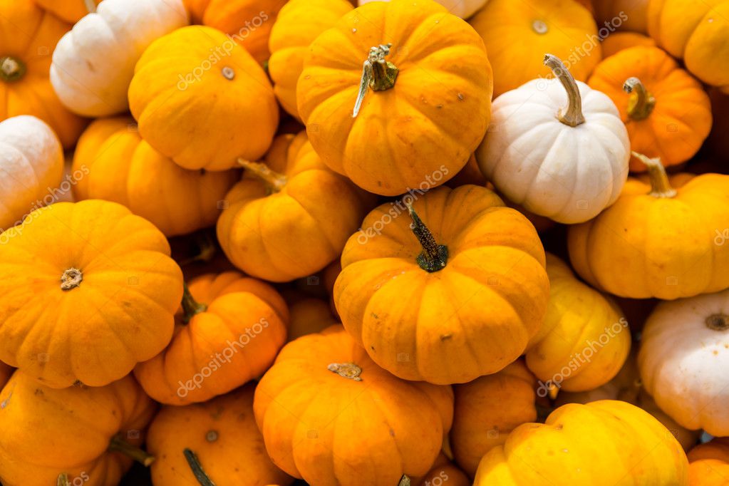 Miniature pumpkins Stock Photo by ©urban_light 54085345