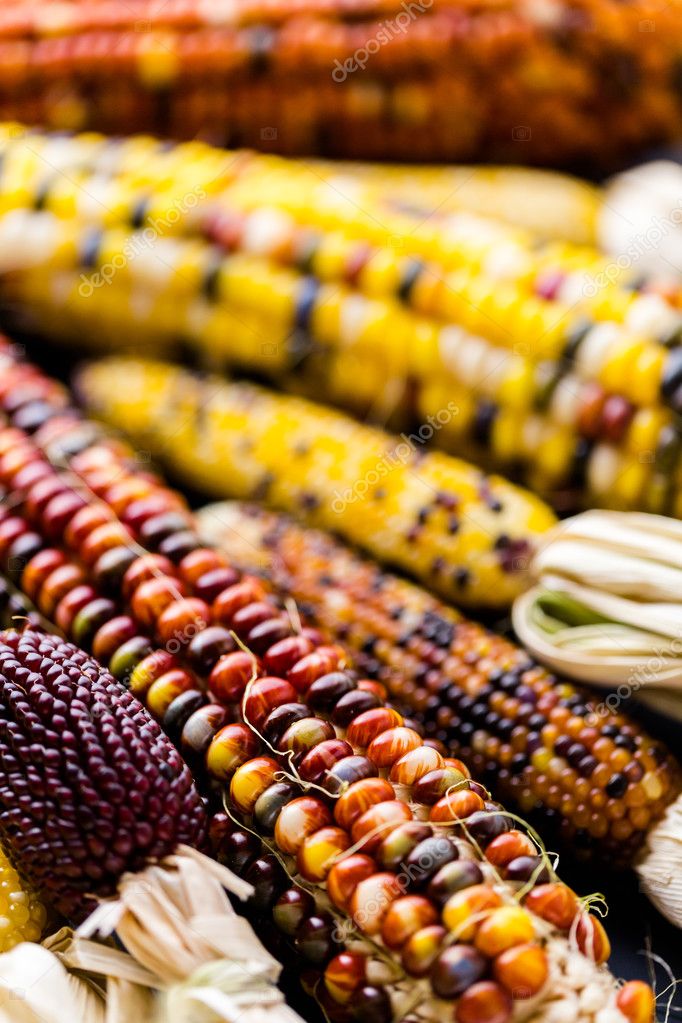 Flint corn — Stock Photo © urban_light #54647649