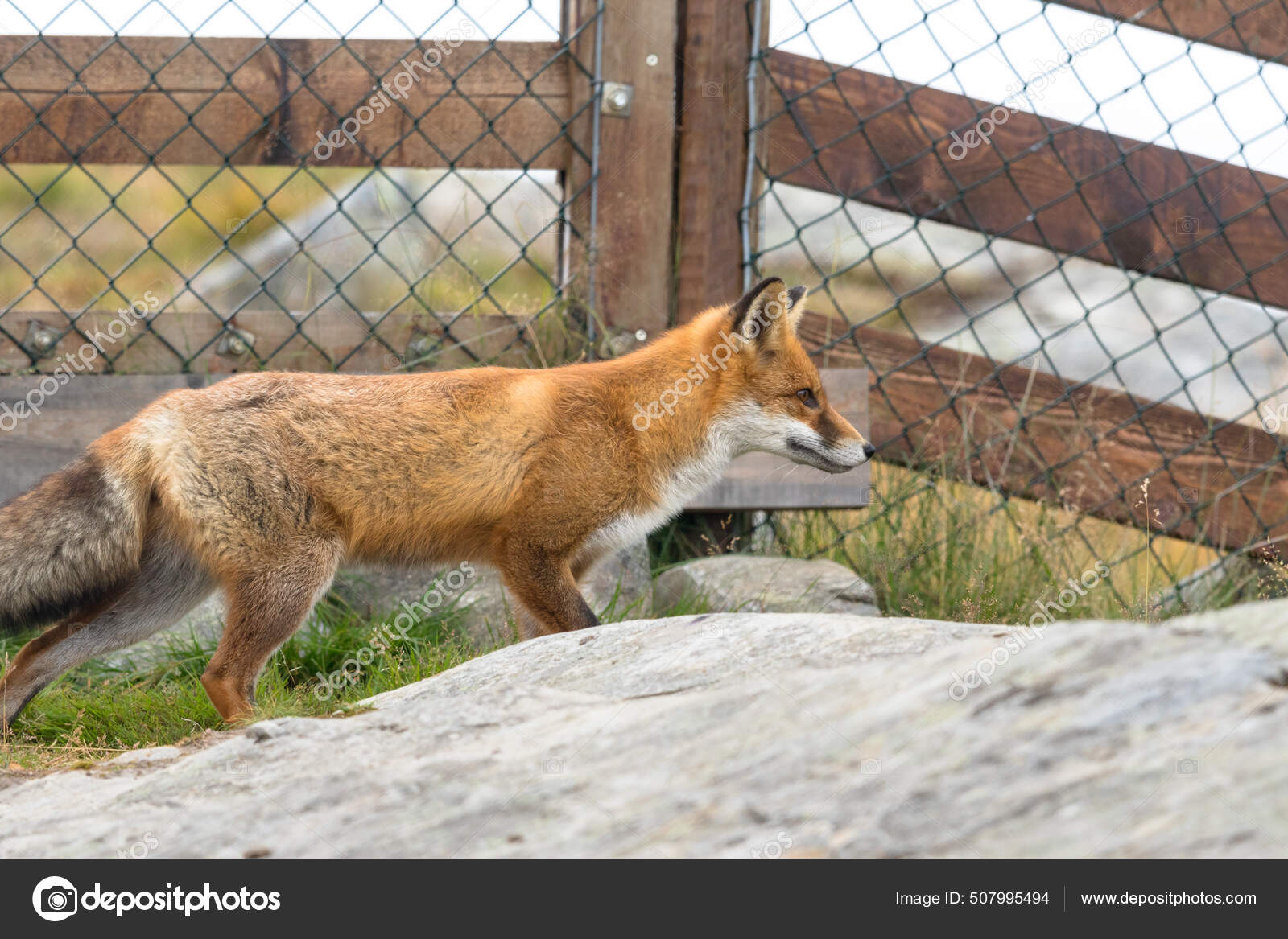 Red Fox in front of mesh fence — Stock Photo © lillitve #507995494