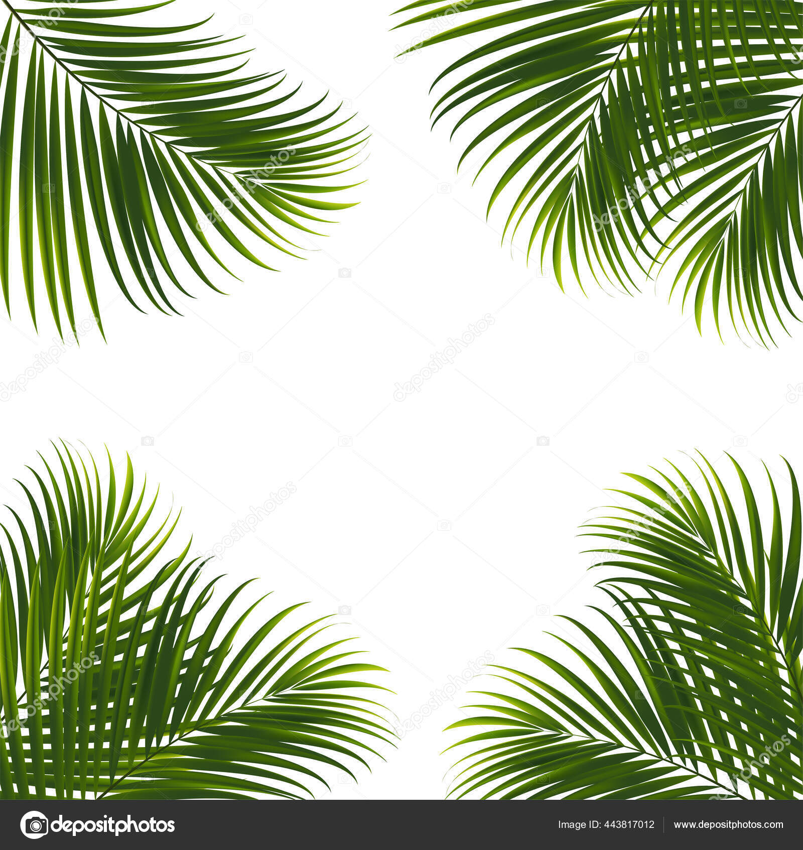 Coconut Leaves White Background Clipping Path Tropical Leaf Design ...