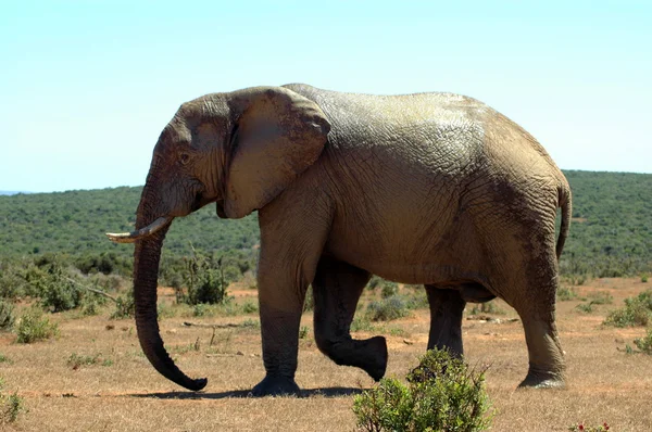 African elephant smelling — Stock Photo © AnkevanWyk #6201075
