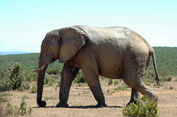 African elephant smelling — Stock Photo © AnkevanWyk #6201075
