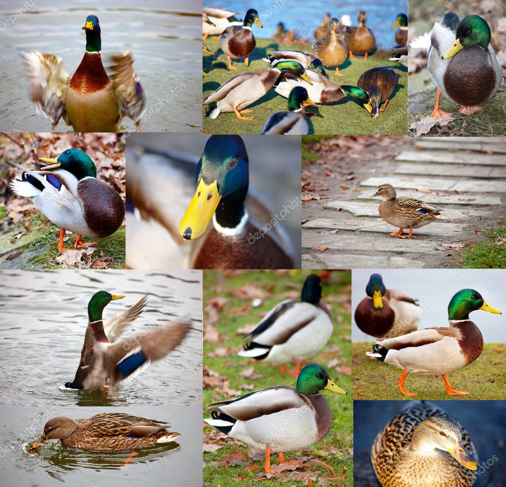 Ducks photo collage Stock Photo by ©DarioStudios 117677406