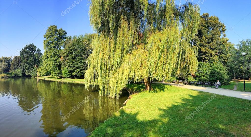 Amazing willow tree by the pond in the park — Stock Photo ...