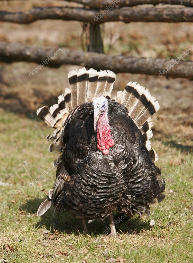 Wild Turkey Meleagris gallopavo Stock Photo by ©DarioStudios 123094730