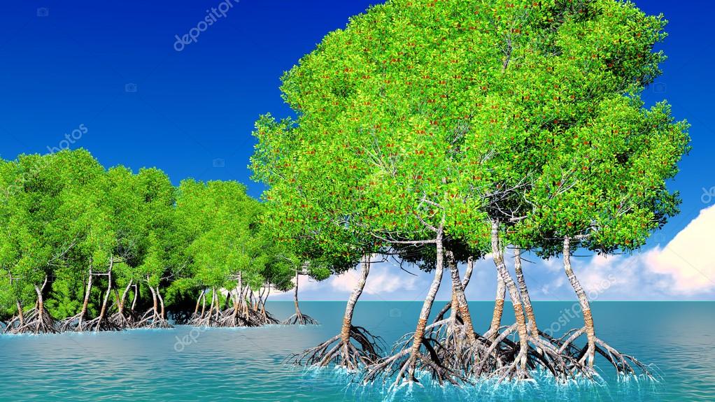 Red mangroves Stock Photo by ©DarioStudios 56156965