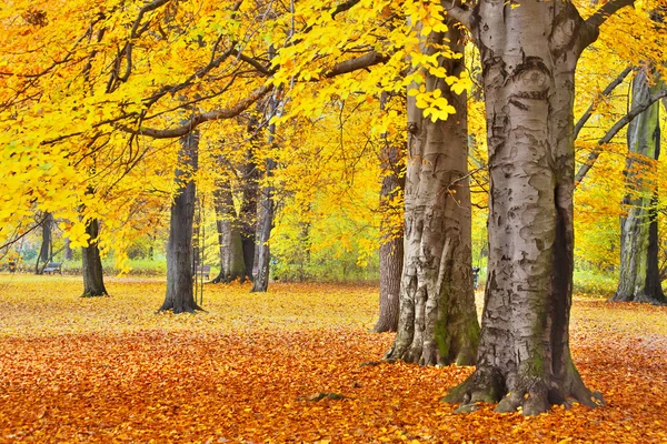 Sunny path in park Stock Photos, Royalty Free Sunny path in park Images ...