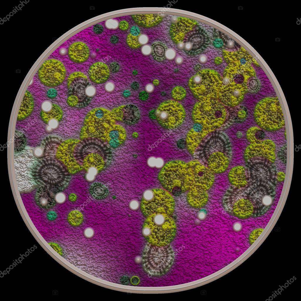 Sopp Under Et Mikroskop