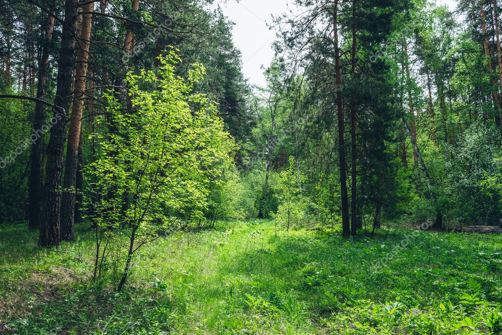 Espesuras en bosque denso. Vista panorámica con contrastes de bosque ...