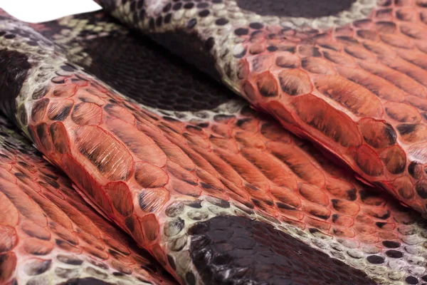 Boa constrictor snake skin Stock Photos, Royalty Free Boa constrictor ...