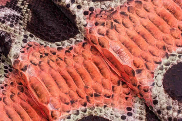 Python nest Stock Photos, Royalty Free Python nest Images | Depositphotos