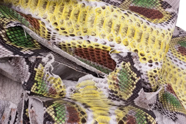 Boa constrictor snake skin Stock Photos, Royalty Free Boa constrictor ...