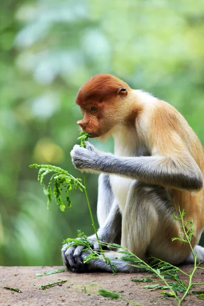 A proboscis monkey — Stock Photo © friday #86775908