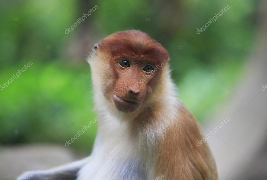 A proboscis monkey Stock Photo by ©friday 64635551