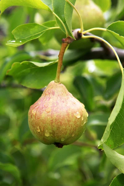 Bartlett pears Stock Photos, Royalty Free Bartlett pears Images ...