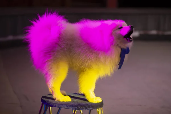 Weirdly Dyed Dogs