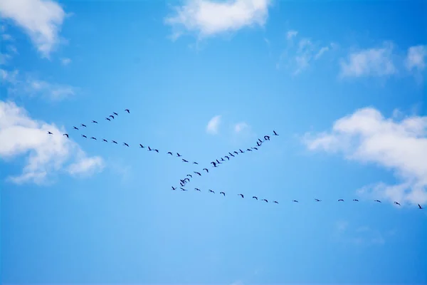 V shape Stock Photos, Royalty Free V shape Images | Depositphotos