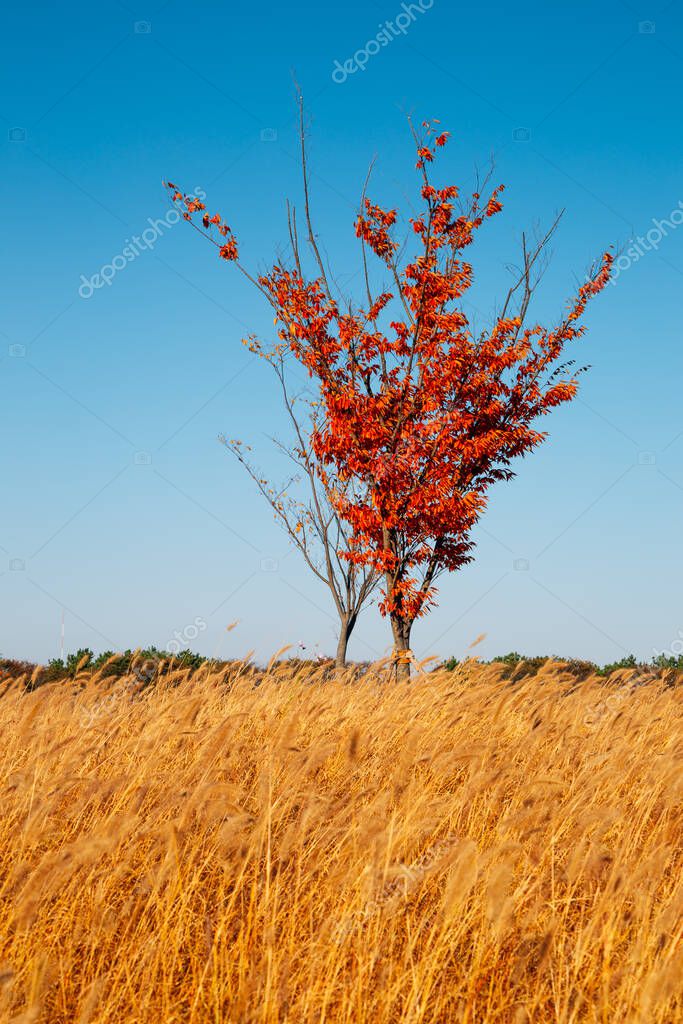 Árbol de arce y campo de caña seca. Otoño de Gaetgol Eco Park en ...
