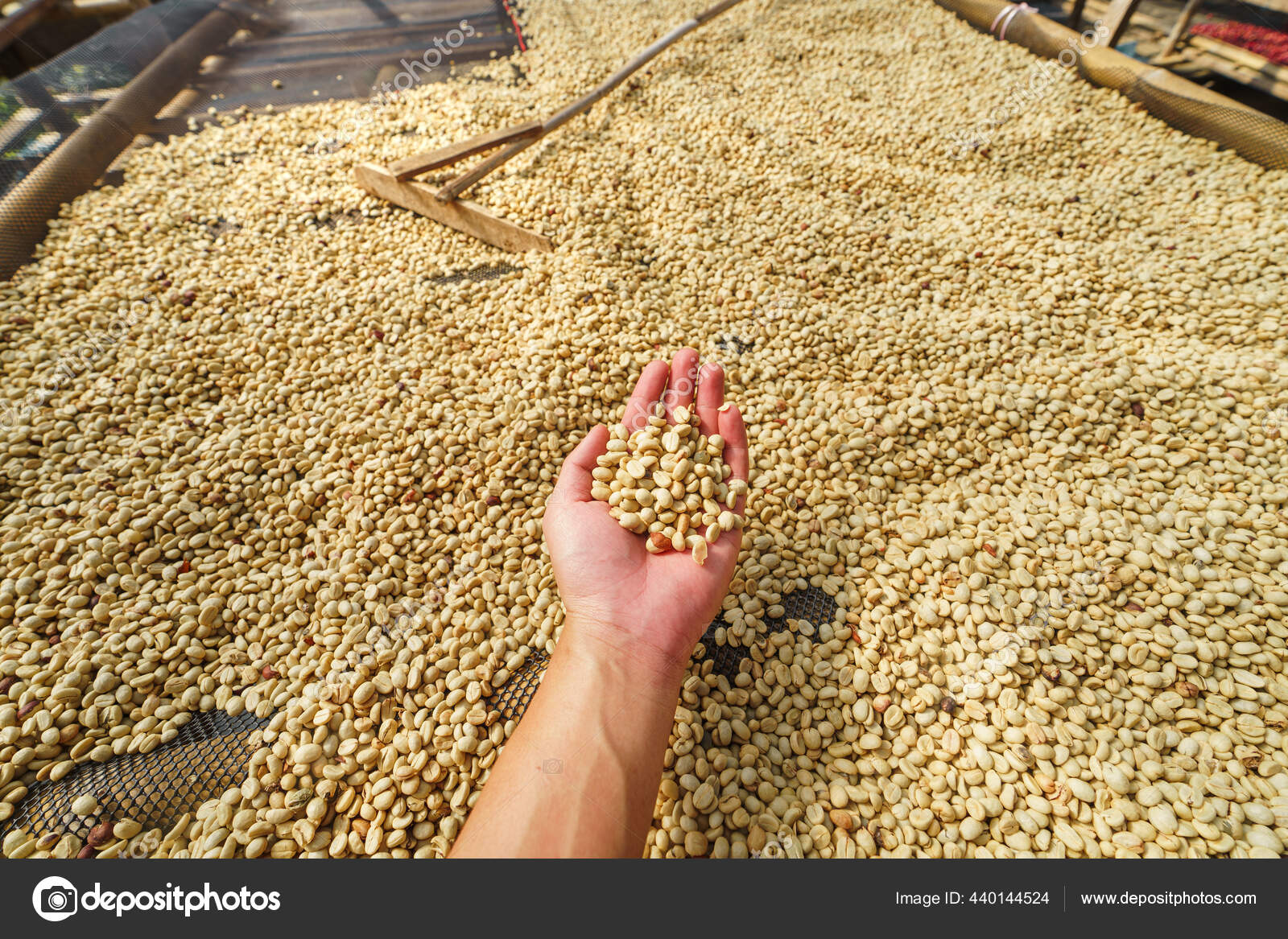 Cherry Coffee Beans Yellow Coffee Ripeness Dry Process Coffee — Stock ...