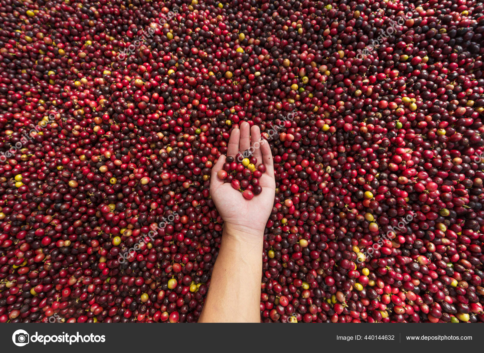 Cherry Coffee Beans Yellow Coffee Ripeness Dry Process Coffee — Stock ...