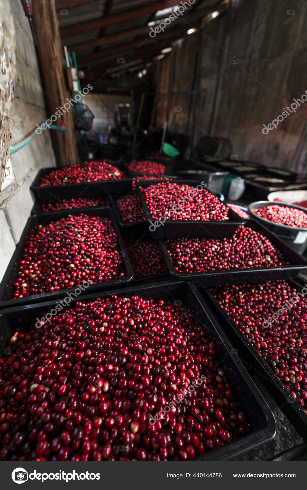 Cherry Coffee Beans Yellow Coffee Ripeness Dry Process Coffee — Stock ...