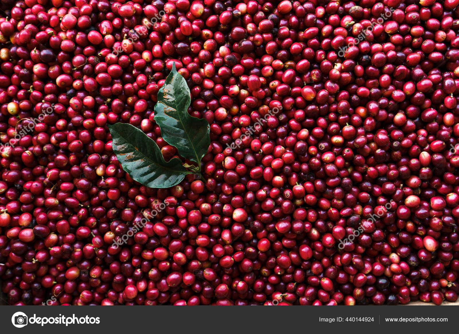Cherry Coffee Beans Yellow Coffee Ripeness Dry Process Coffee — Stock ...